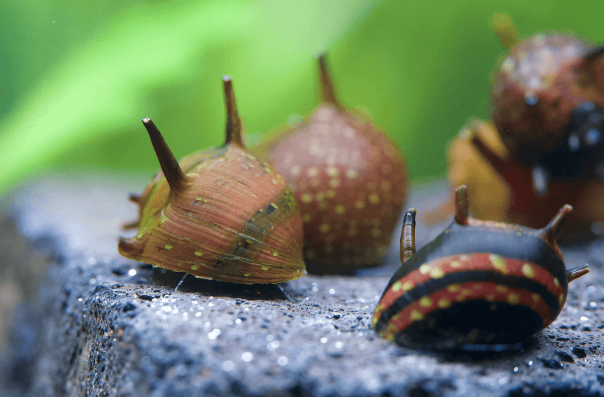 Geweihschnecke Volcano Red - Clithon sp.