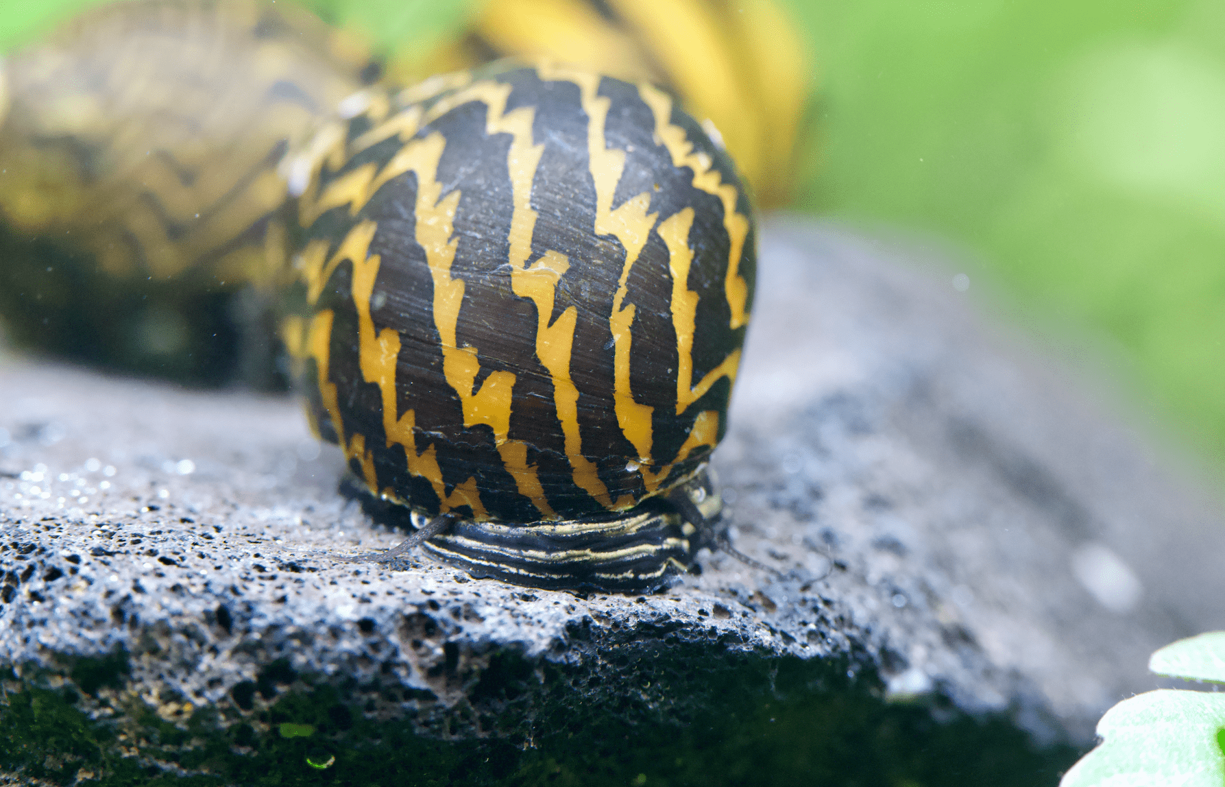 Philippinische Tiger Rennschnecke - Vittina waigiensis