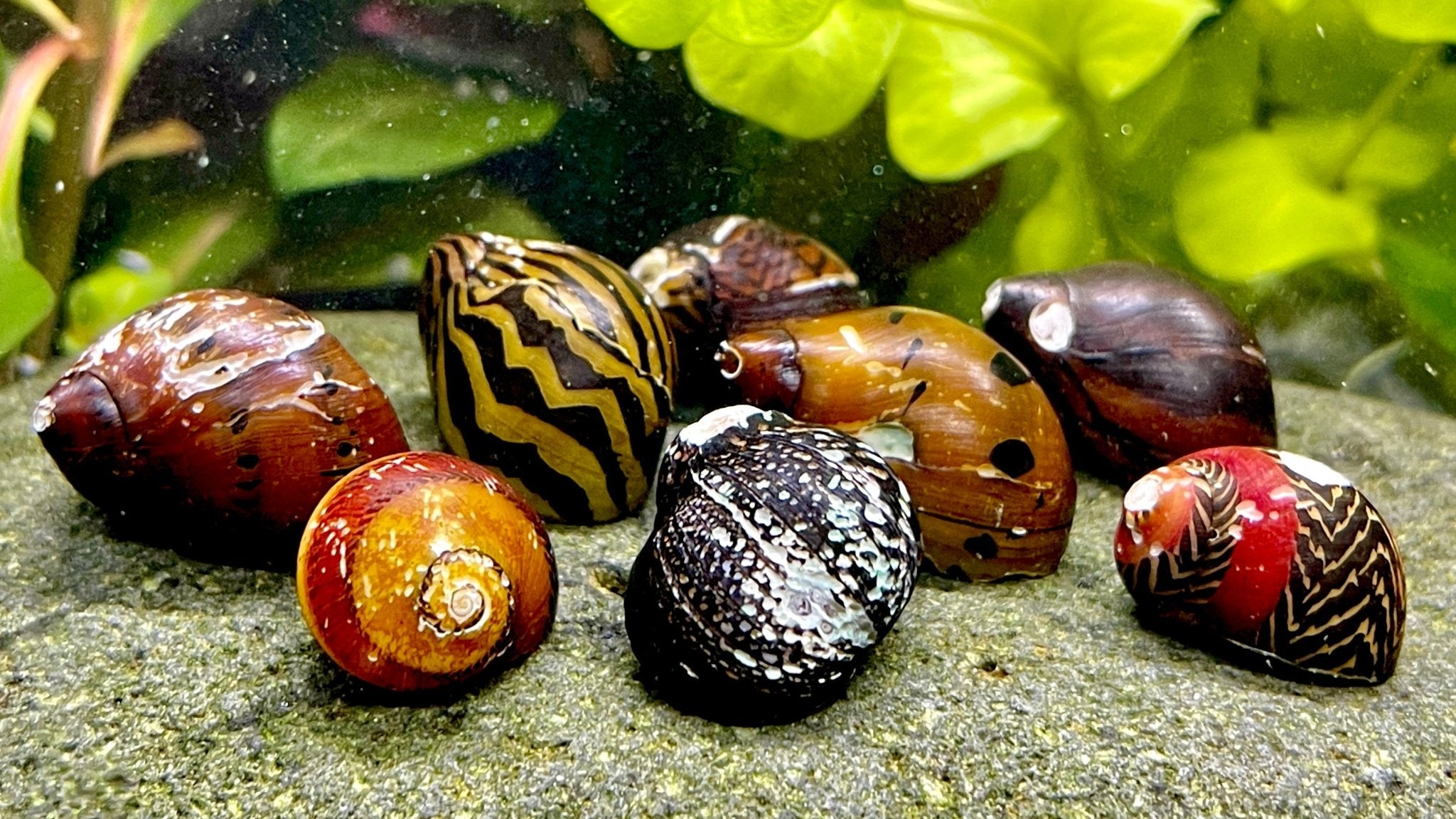Aquarium Schnecken kaufen | Nützliche Helfer gegen Algen