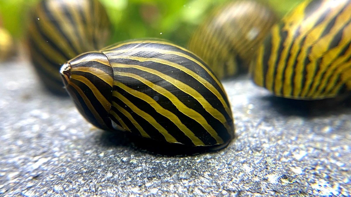 Zebra Rennschnecke